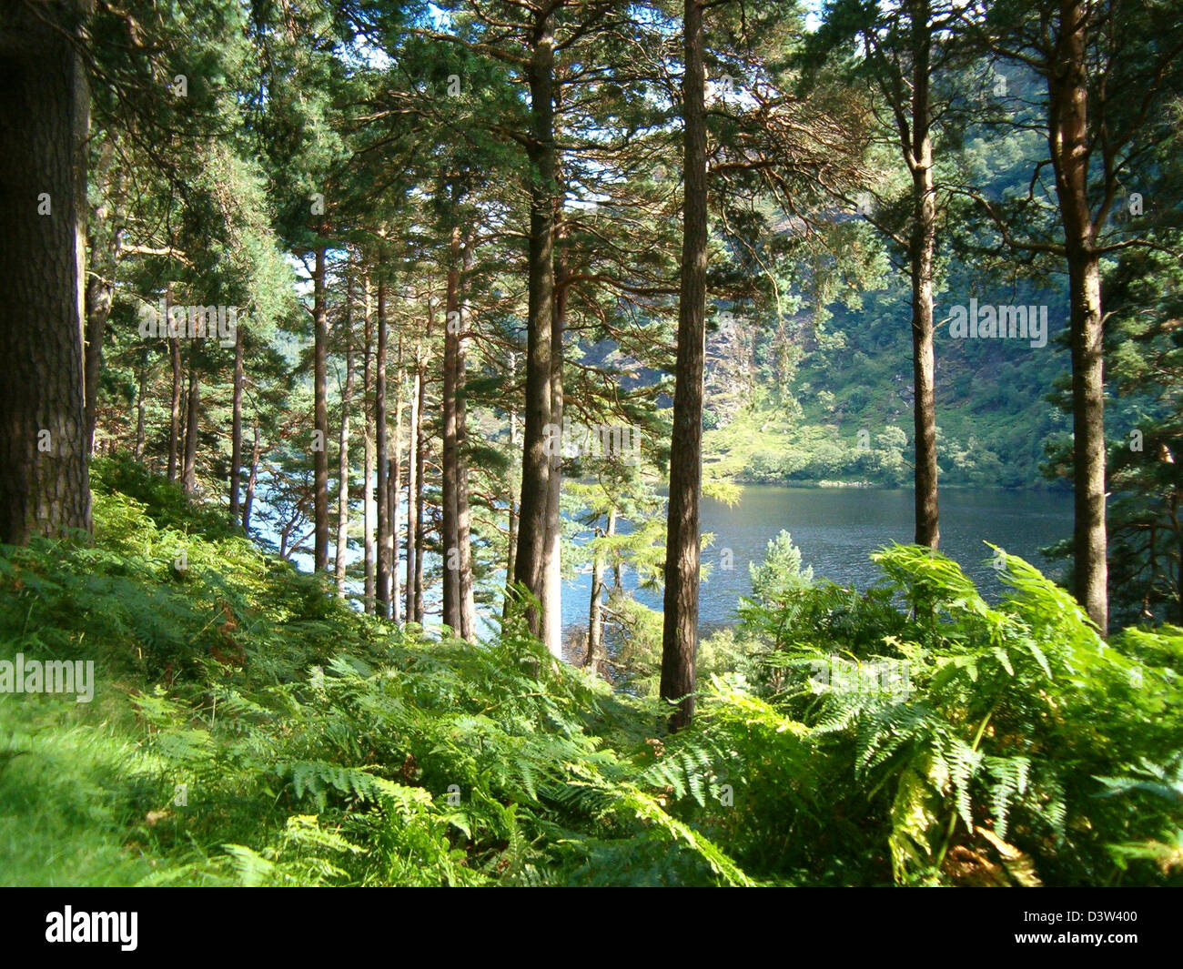 The photo shows a forest in the valley of Glendalough in the Wicklow ...