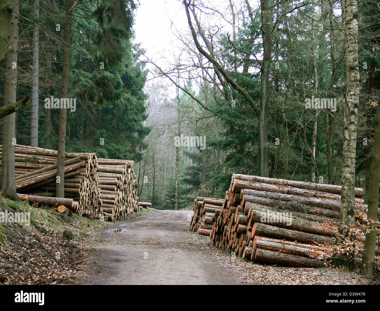 (dpa file) - Freshly lumbered trees lie delimbed at a woodland path ...