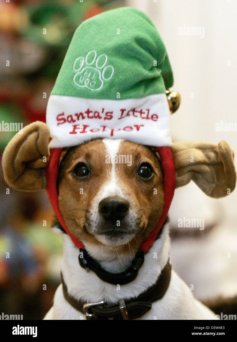 Jack Russel Terrier Jule is pictured with a christmas hat for dogs in ...