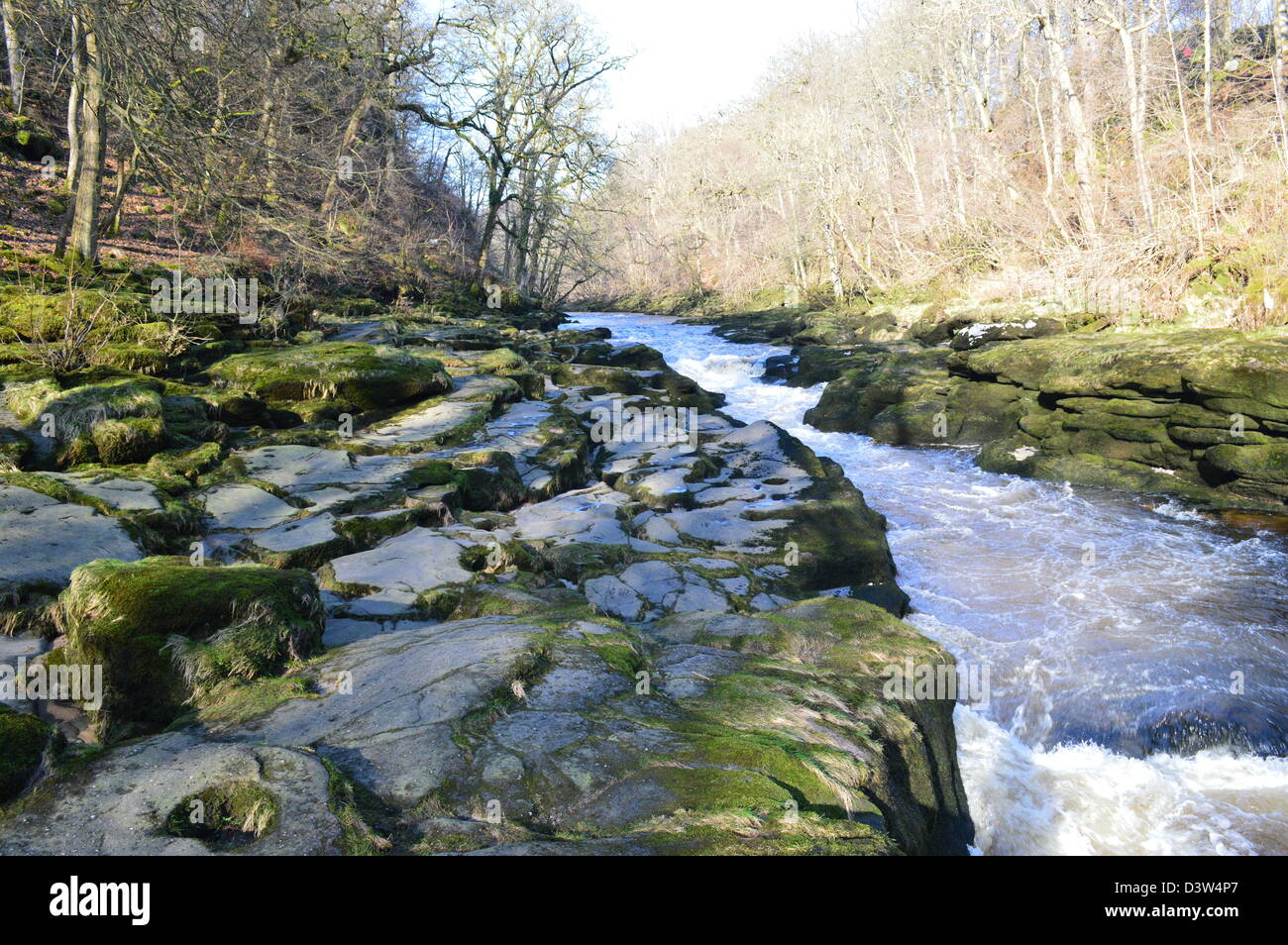 The River Wharfe Flows into The Strid a Narrow Gritstone Gorge on The ...