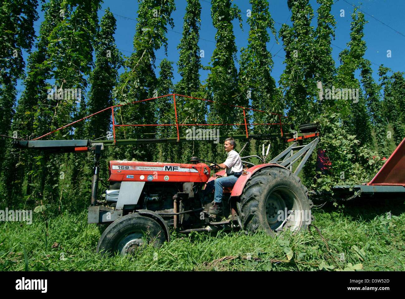 Hop farmer Peter Bentele harvests hop with the help of a tractor and a ...
