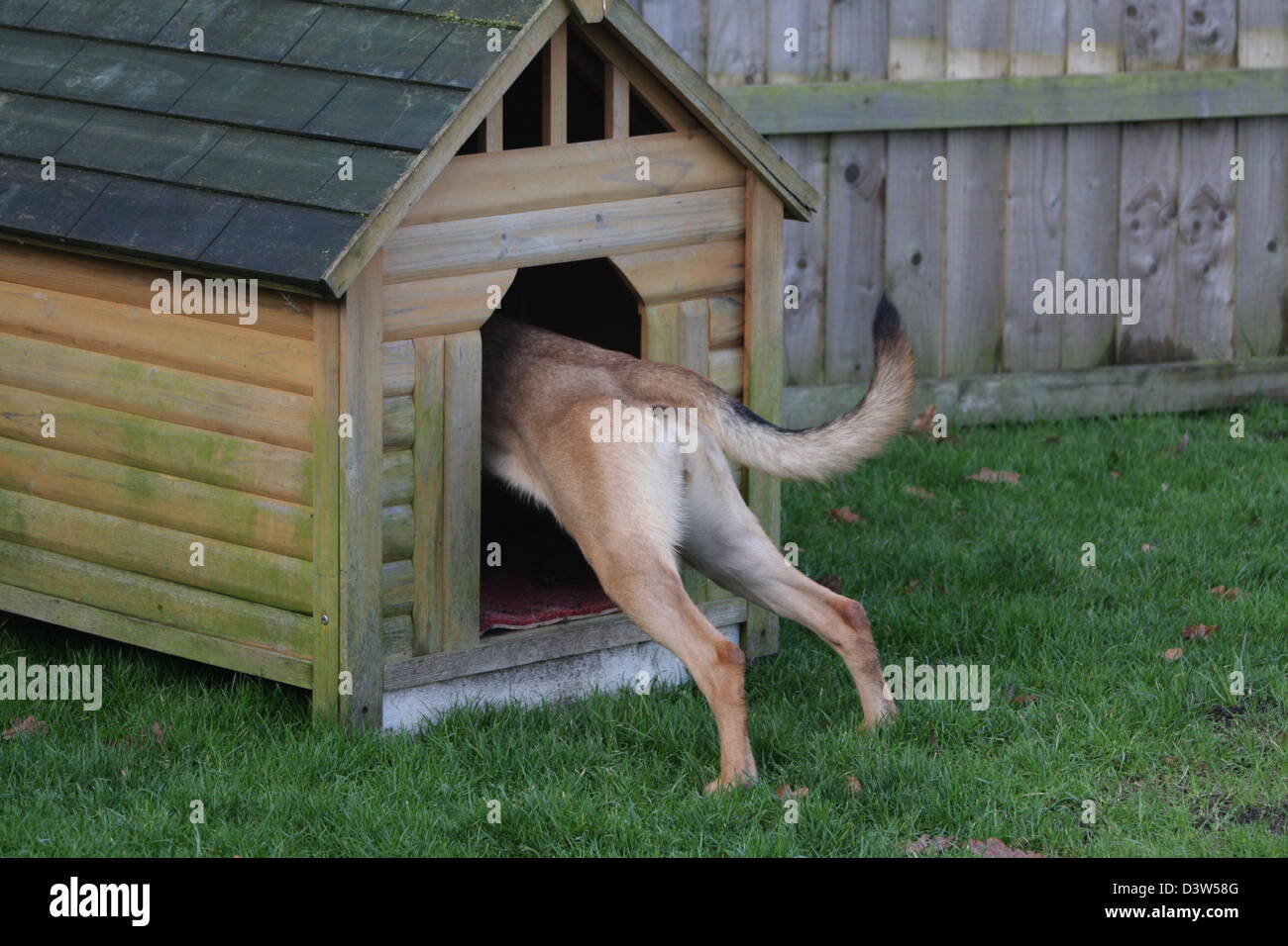 Dog in kennel Stock Photo - Alamy