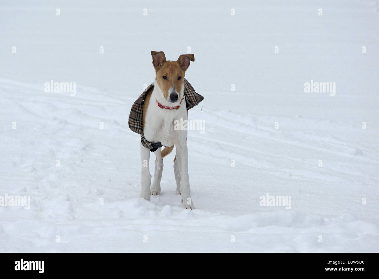 Smooth collie dog hi-res stock photography and images - Alamy