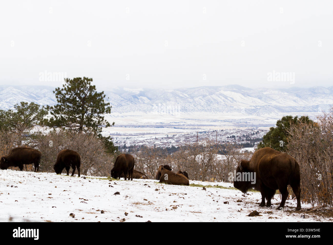 Adult American buffalo standing in the snow Stock Photo - Alamy