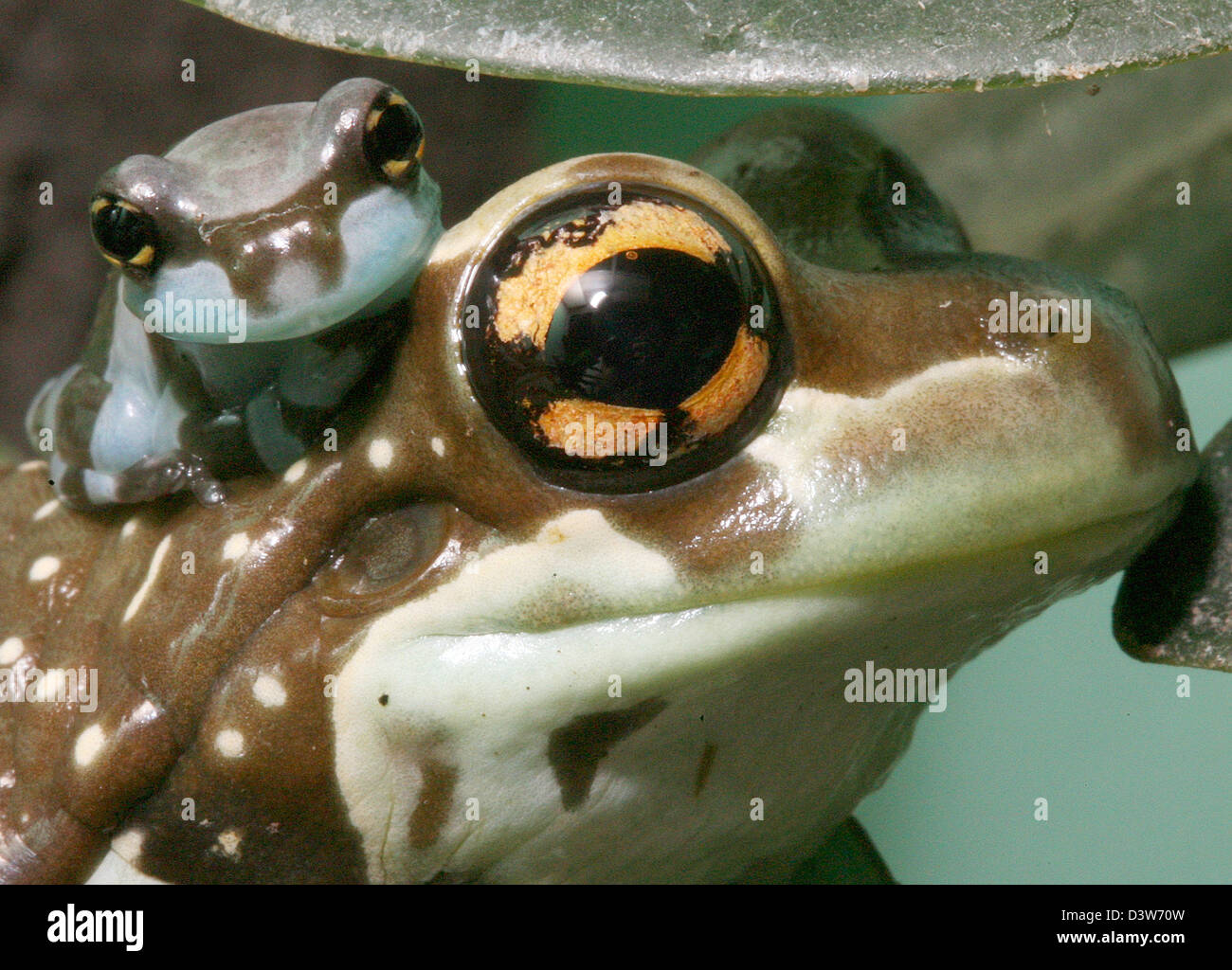 The picture shows a venomous Amazon Milk Frog (lat. Trachycephalus ...