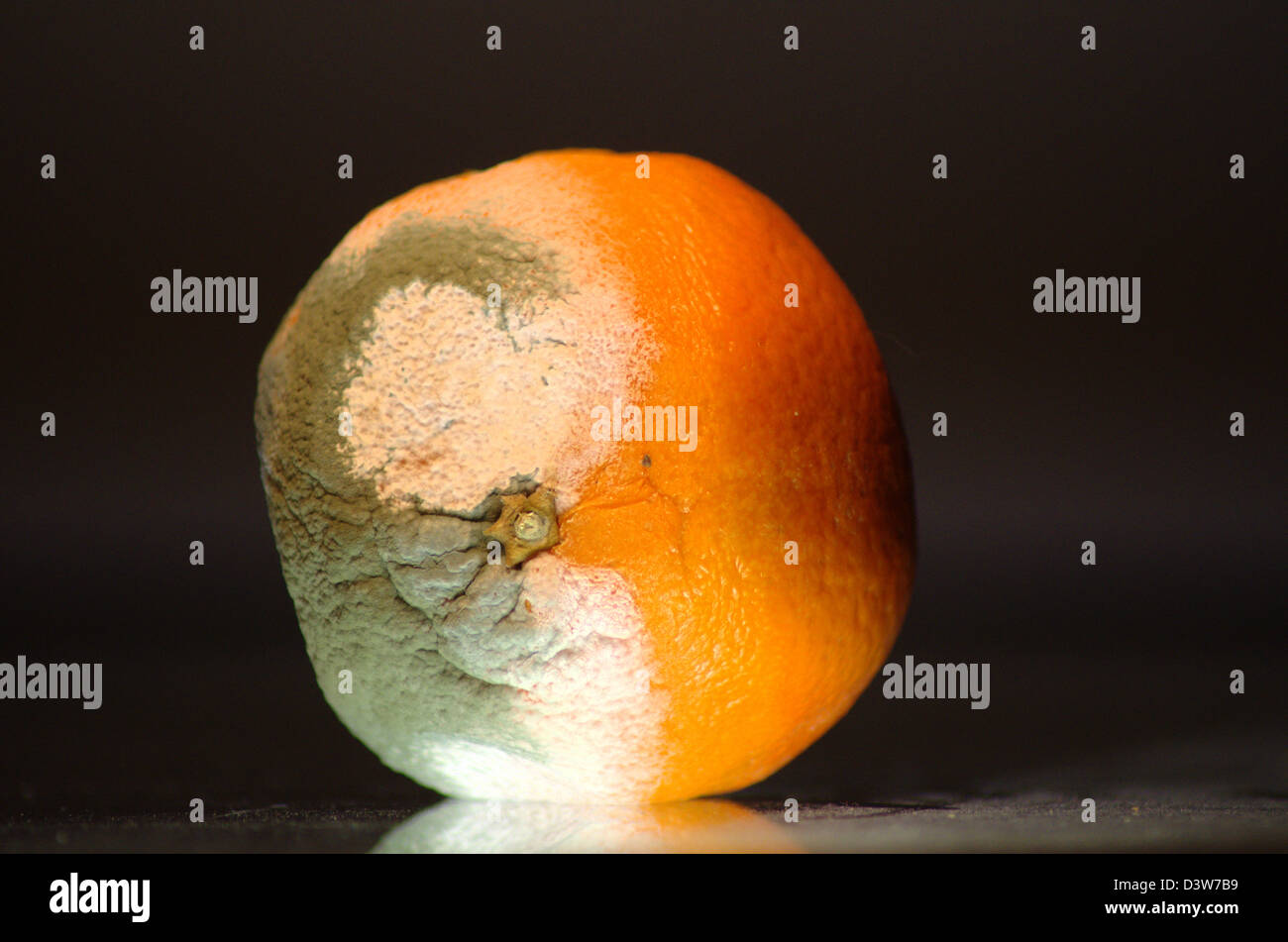 Rotten orange in a still life Stock Photo - Alamy