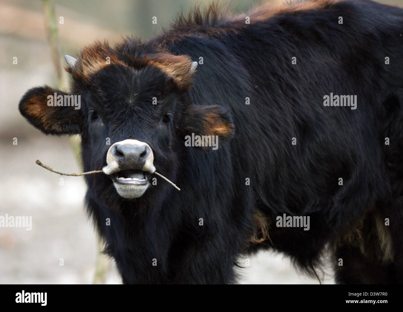 A young bison chews on a stick at Hellabrunn Zoo in Munich, Germany ...