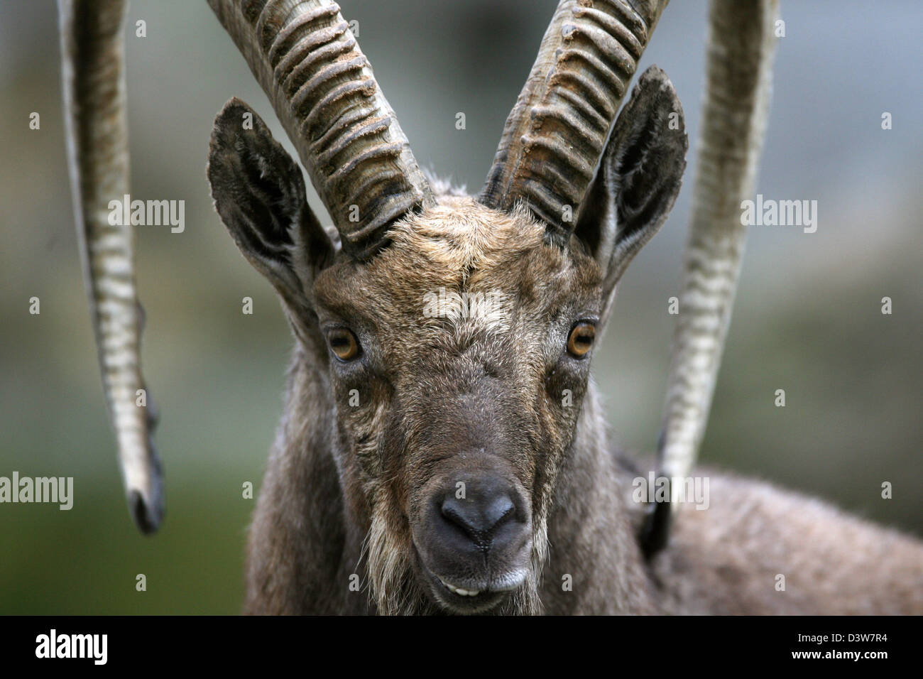The photo shows a Nubian ibex (also Syrian Ibex, Latin: Capra ibex ...