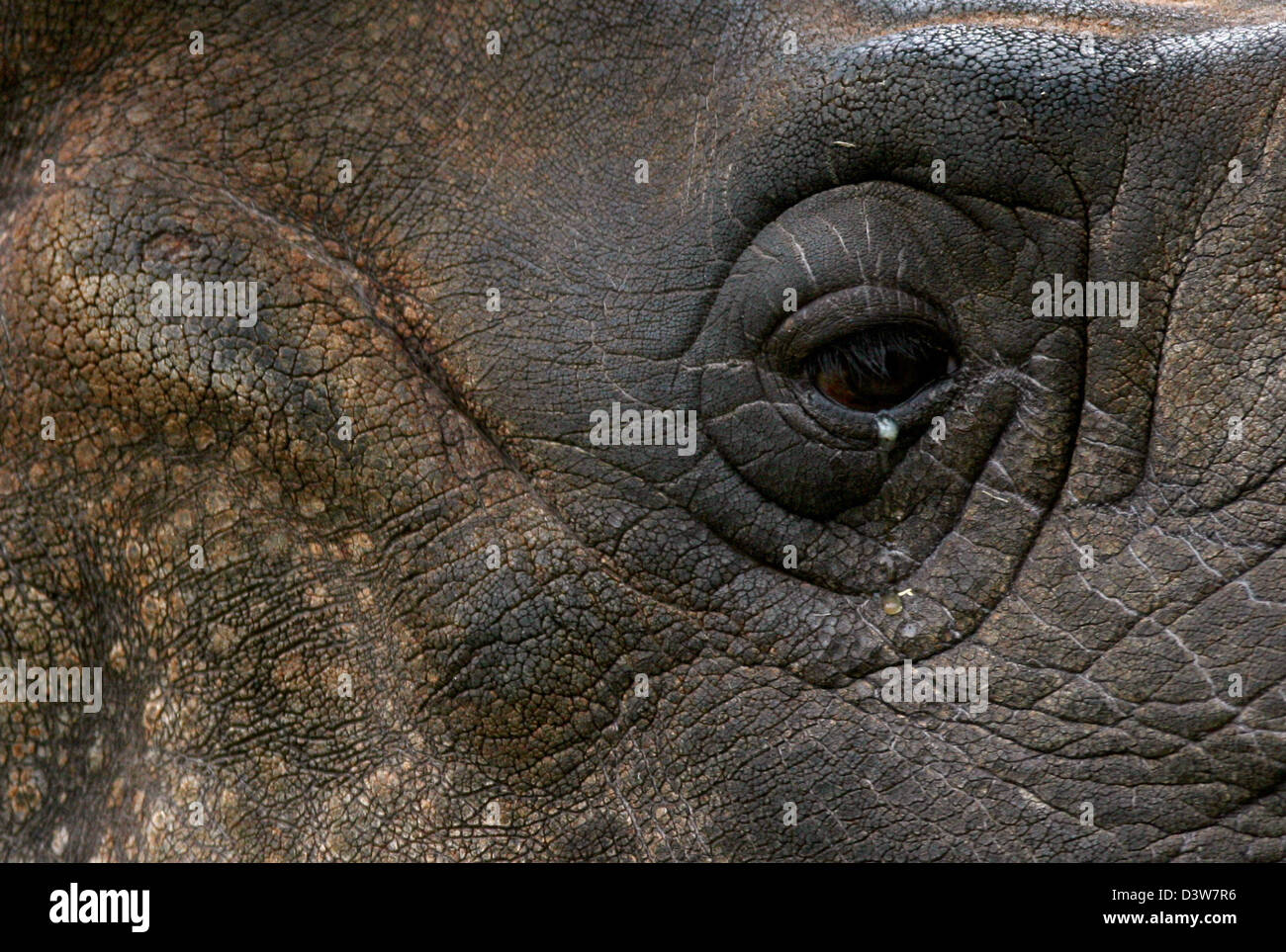 The photo shows the eye of an Indian rhinoceros (Latin.: Rhinoceros ...