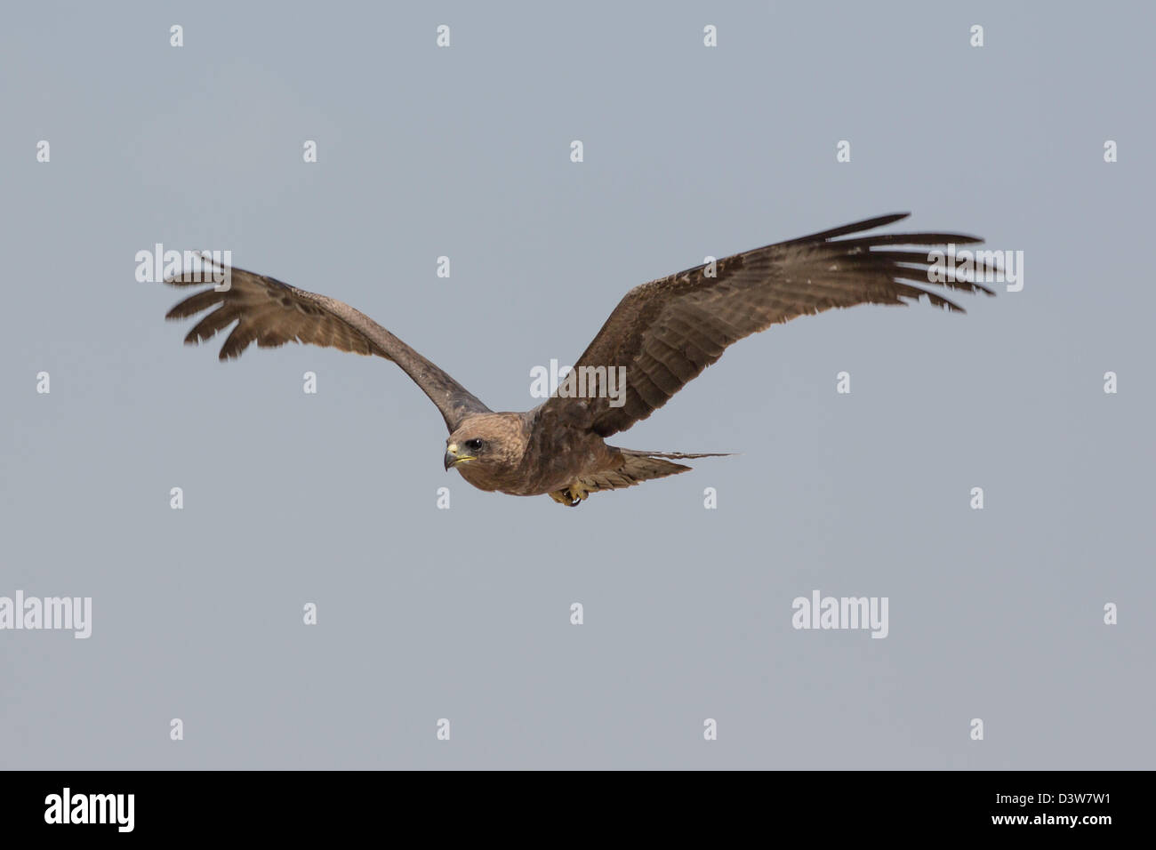 Augur buzzard hi-res stock photography and images - Alamy
