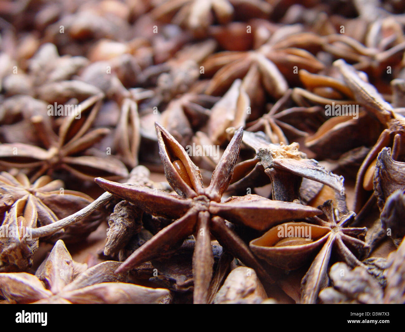 (dpa files) - Star anis pictured in Hamburg, Germany, 1 October 2004 ...