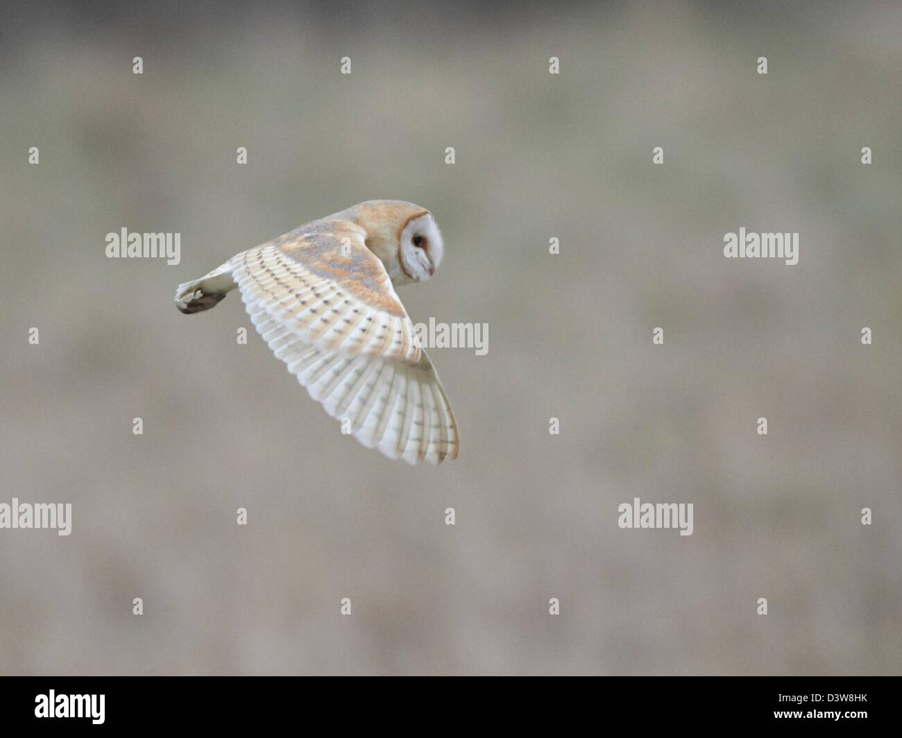 Silent in flight hi-res stock photography and images - Alamy