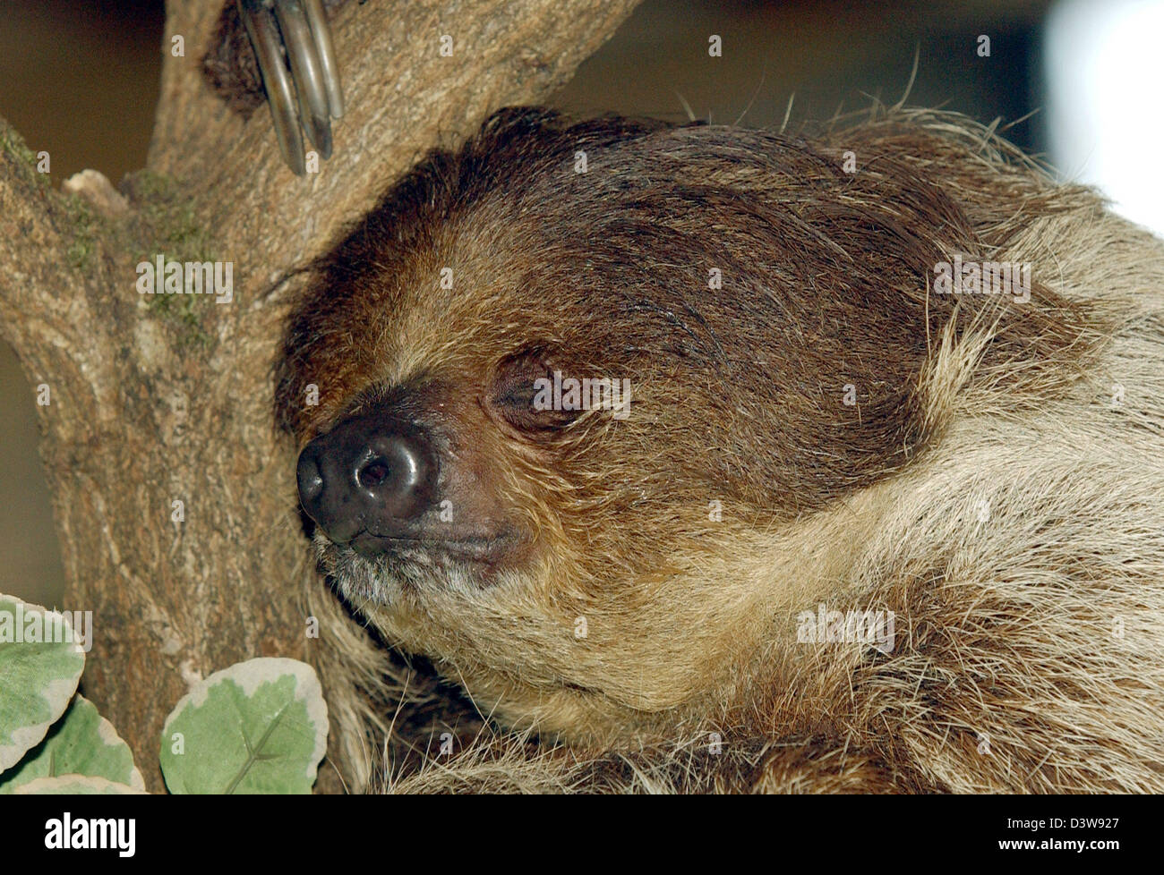 Sloth 'Mats' sits on a tree sleeping in the zoo in Duisburg, Germany ...