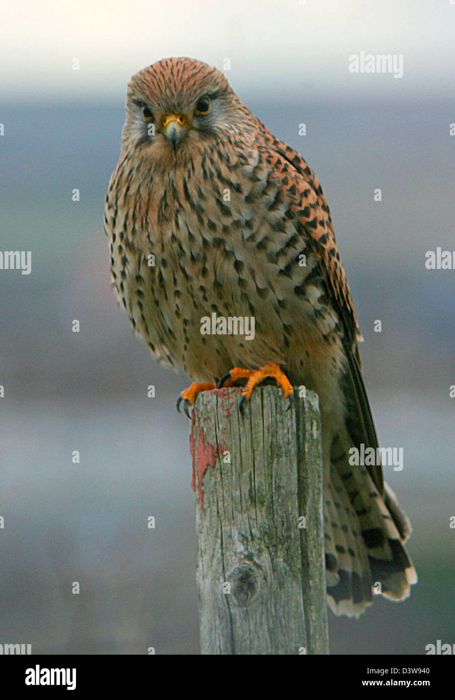 A common kestrel waits for prey in a vinyard near Spiesheim, Germany ...
