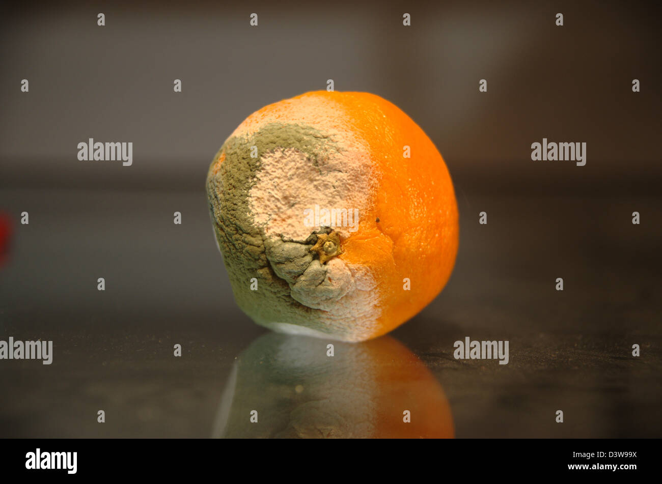 Rotten orange in a still life Stock Photo - Alamy
