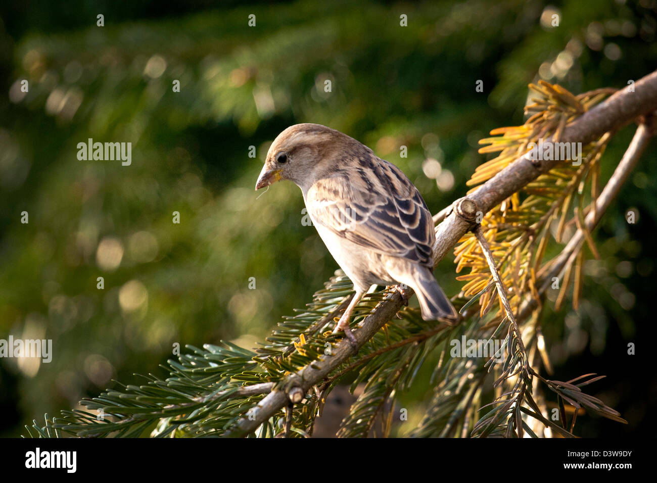 House sparrow on branch hi-res stock photography and images - Alamy