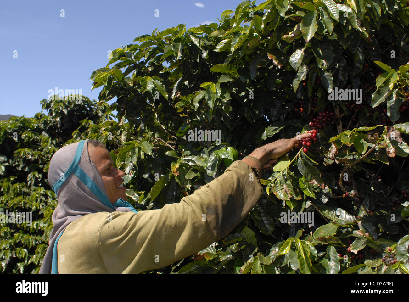 A picker harvests coffee berries form the coffee plants on a plantation ...