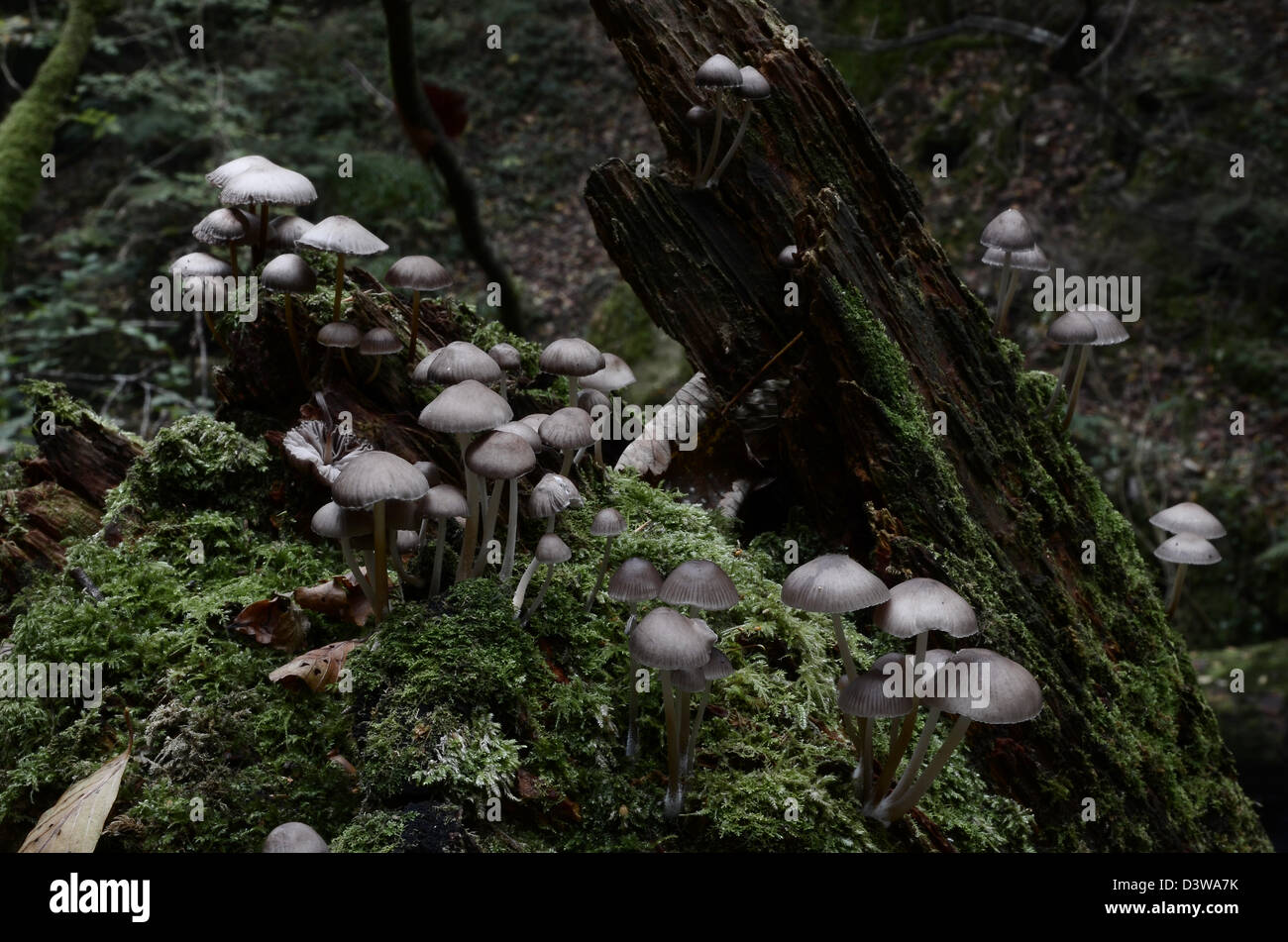 Angels Bonnet High Resolution Stock Photography and Images - Alamy