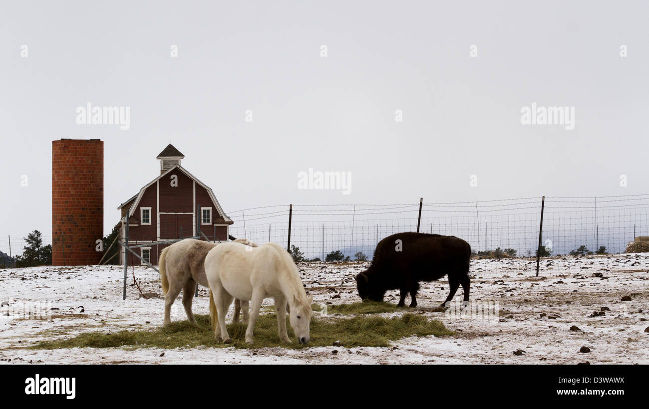 Two white horses and one buffalo grazing near a red barn in the winter ...