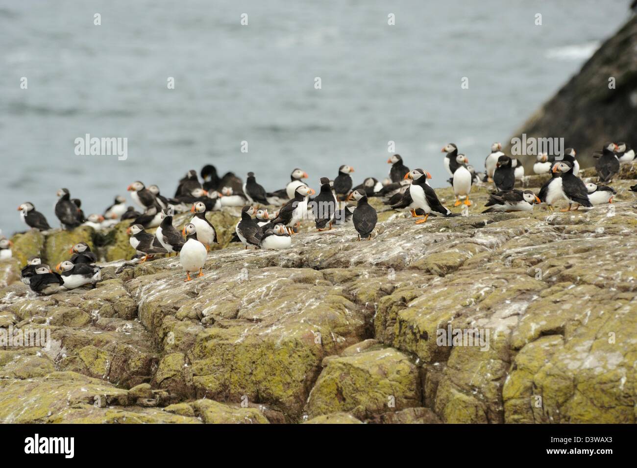 Puffin colony on the Farne Islands Stock Photo - Alamy