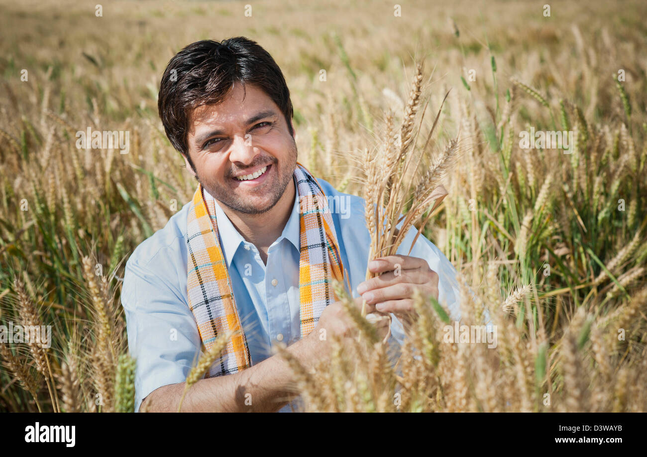Farmer examining wheat crop in the field, Sohna, Haryana, India Stock Photo - Alamy