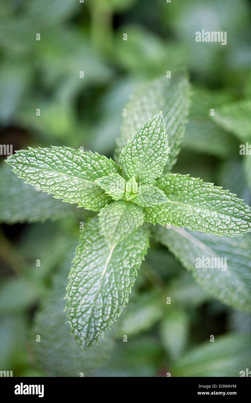 Mint Plant Head Stock Photo - Alamy