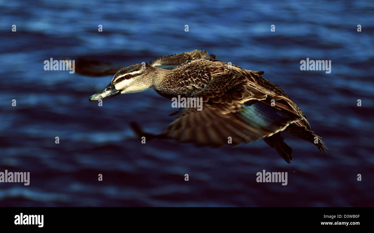 New zealand duck hi-res stock photography and images - Alamy