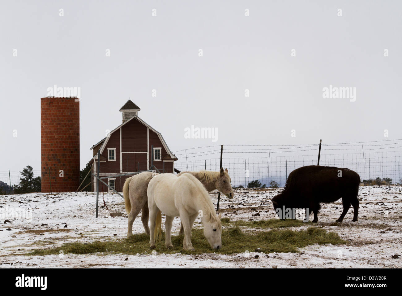 Two white horses and one buffalo grazing near a red barn in the winter ...