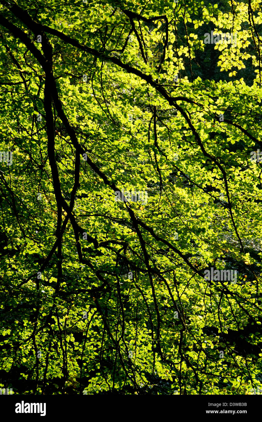 Green tree foliage Stock Photo - Alamy