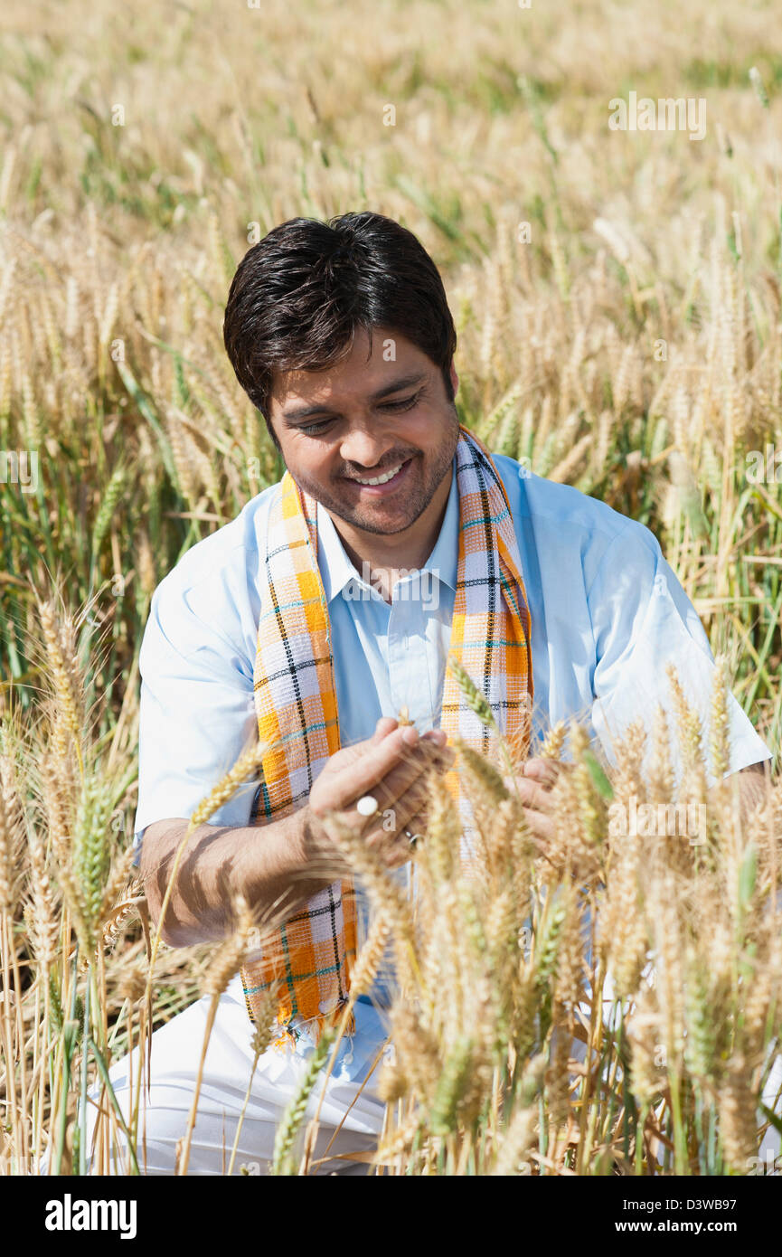 Farmer examining wheat crop in the field, Sohna, Haryana, India Stock Photo - Alamy