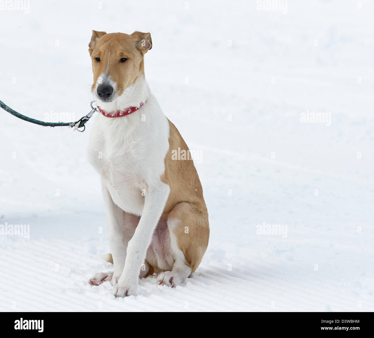 Smooth collie dog hi-res stock photography and images - Alamy