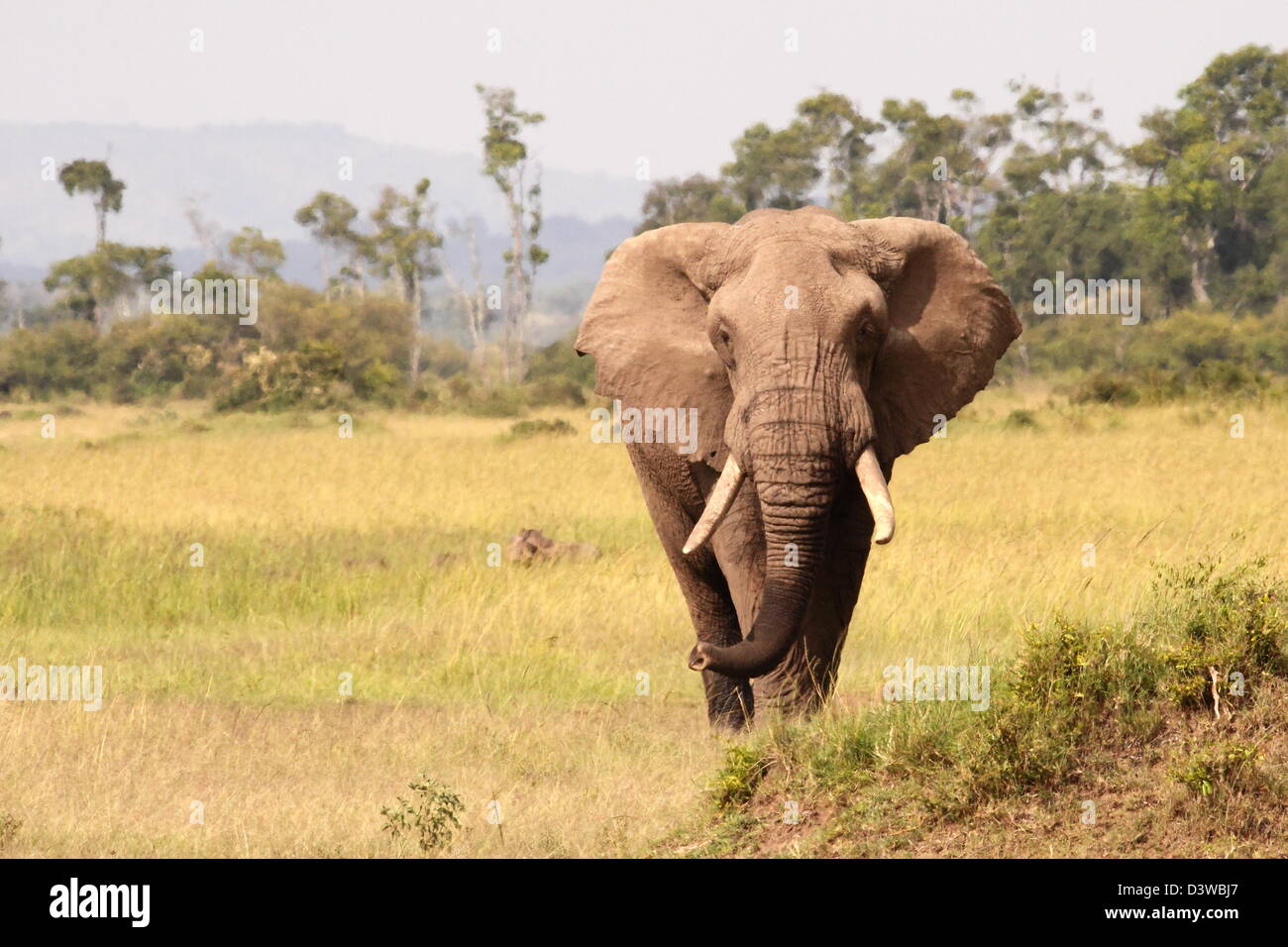 Elephant in Kenya Stock Photo - Alamy