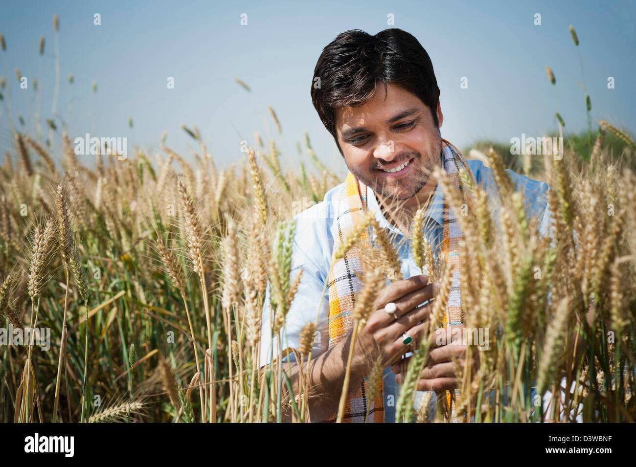 Farmer examining wheat crop in the field, Sohna, Haryana, India Stock Photo - Alamy