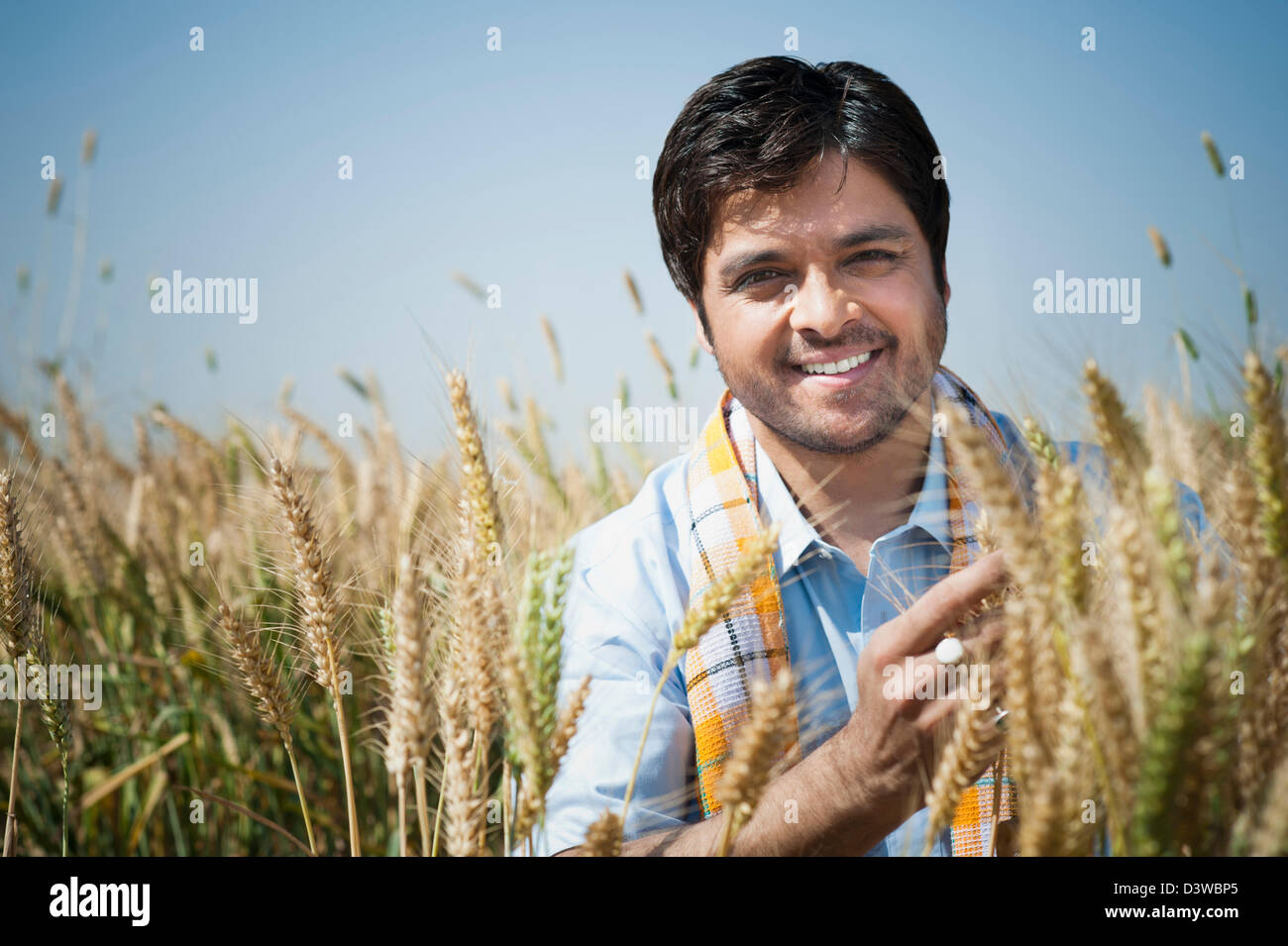 Farmer examining wheat crop in the field, Sohna, Haryana, India Stock Photo - Alamy