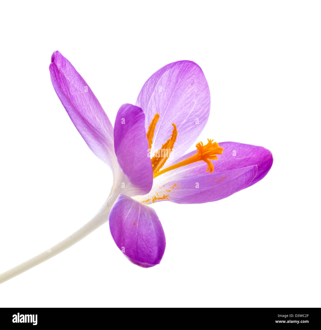 Crocus flower closeup on white background Stock Photo - Alamy