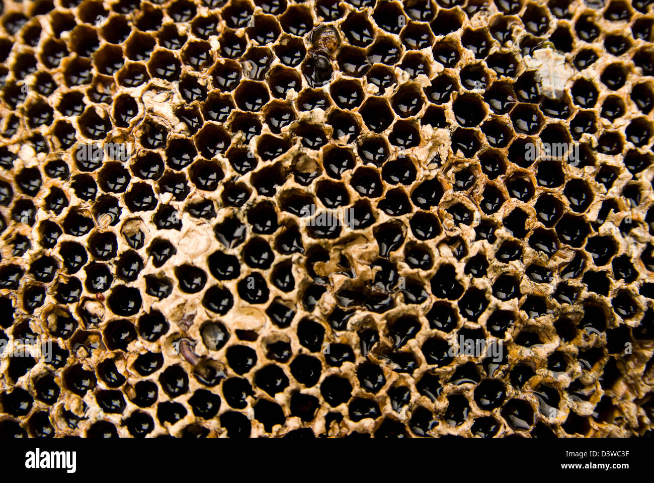 Honeycomb pattern symmetry hi-res stock photography and images - Alamy