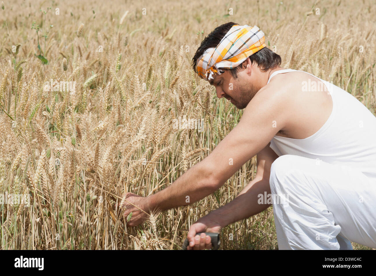 Farmer harvesting wheat crop, Sohna, Haryana, India Stock Photo - Alamy