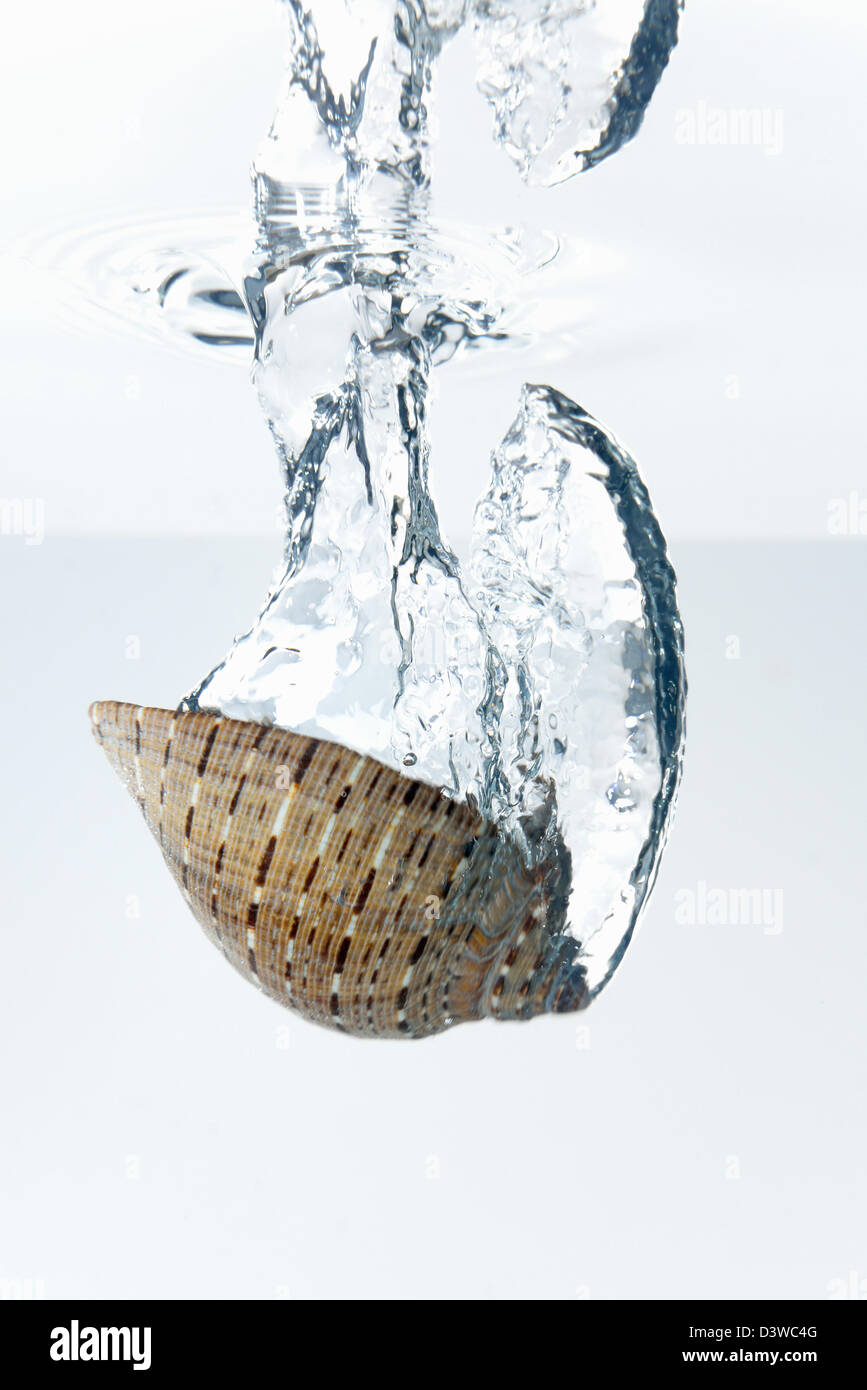 Sea shell splashing underwater, white background, studio Stock Photo ...