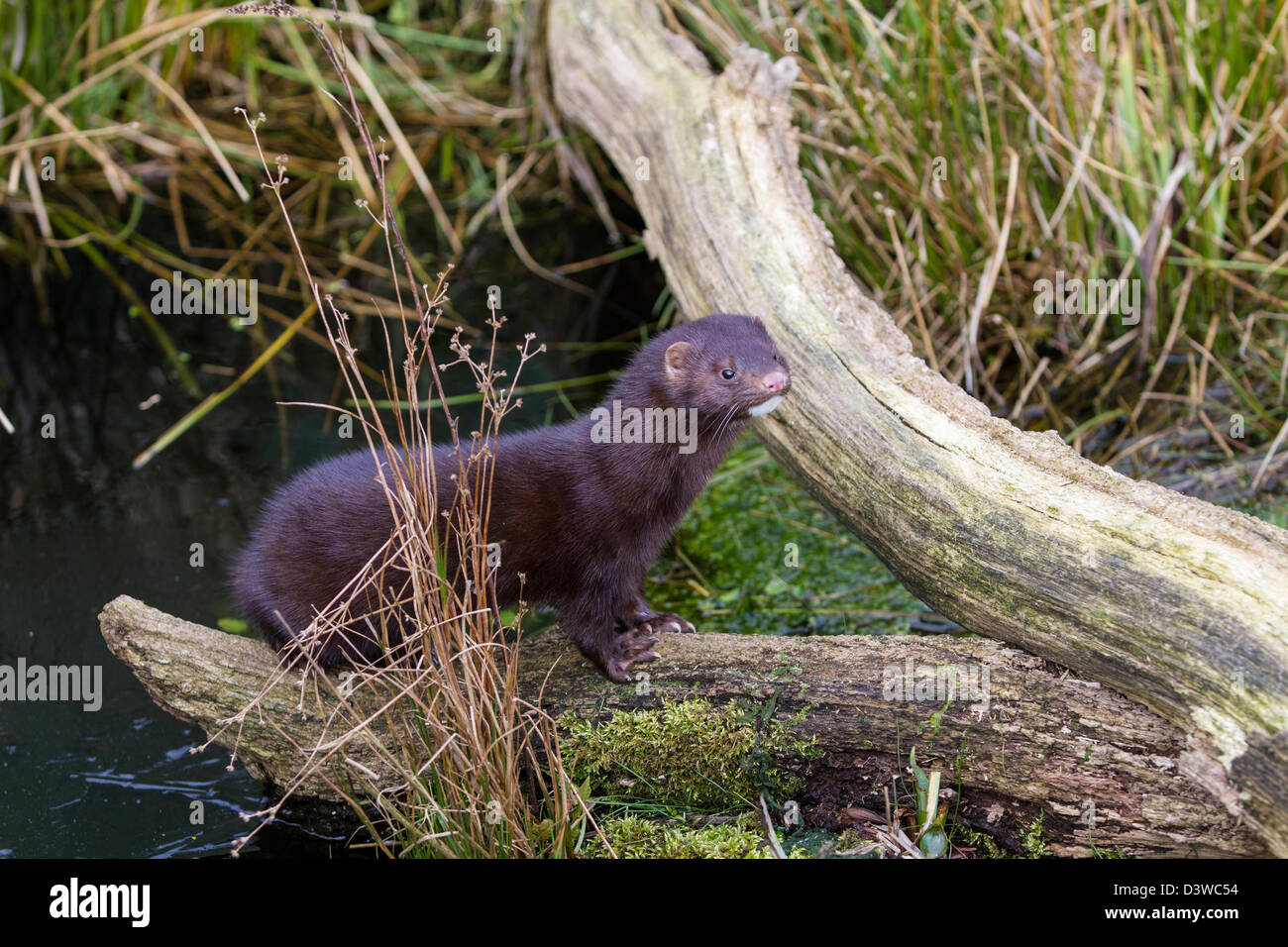 Mink standing up hi-res stock photography and images - Alamy