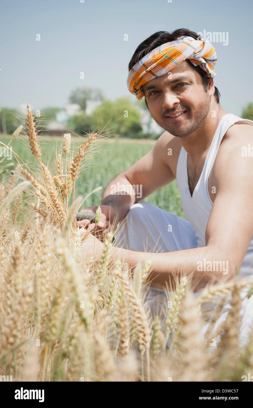 Farmer harvesting wheat crop, Sohna, Haryana, India Stock Photo - Alamy