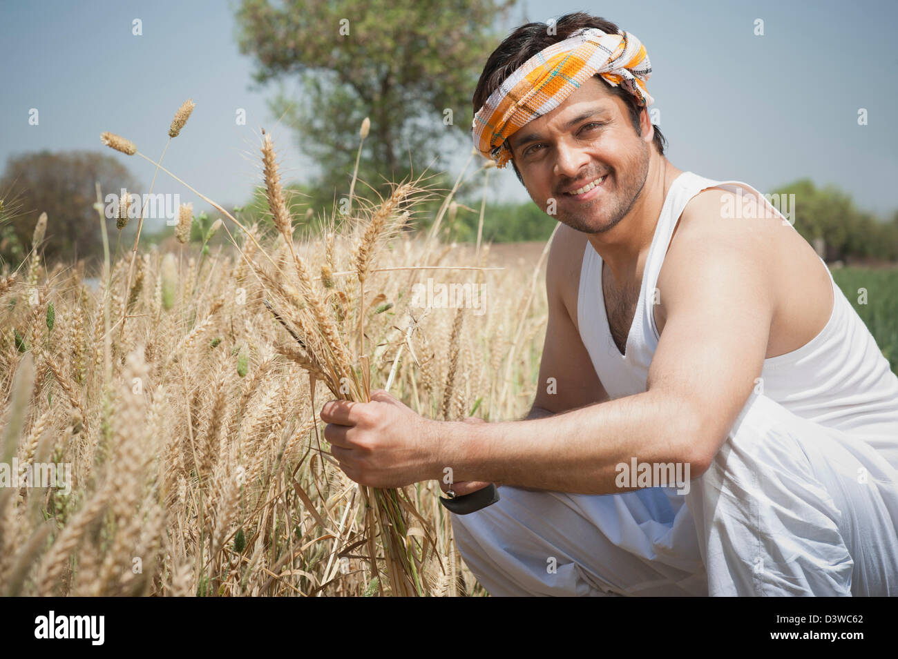 Farmer harvesting wheat crop, Sohna, Haryana, India Stock Photo - Alamy
