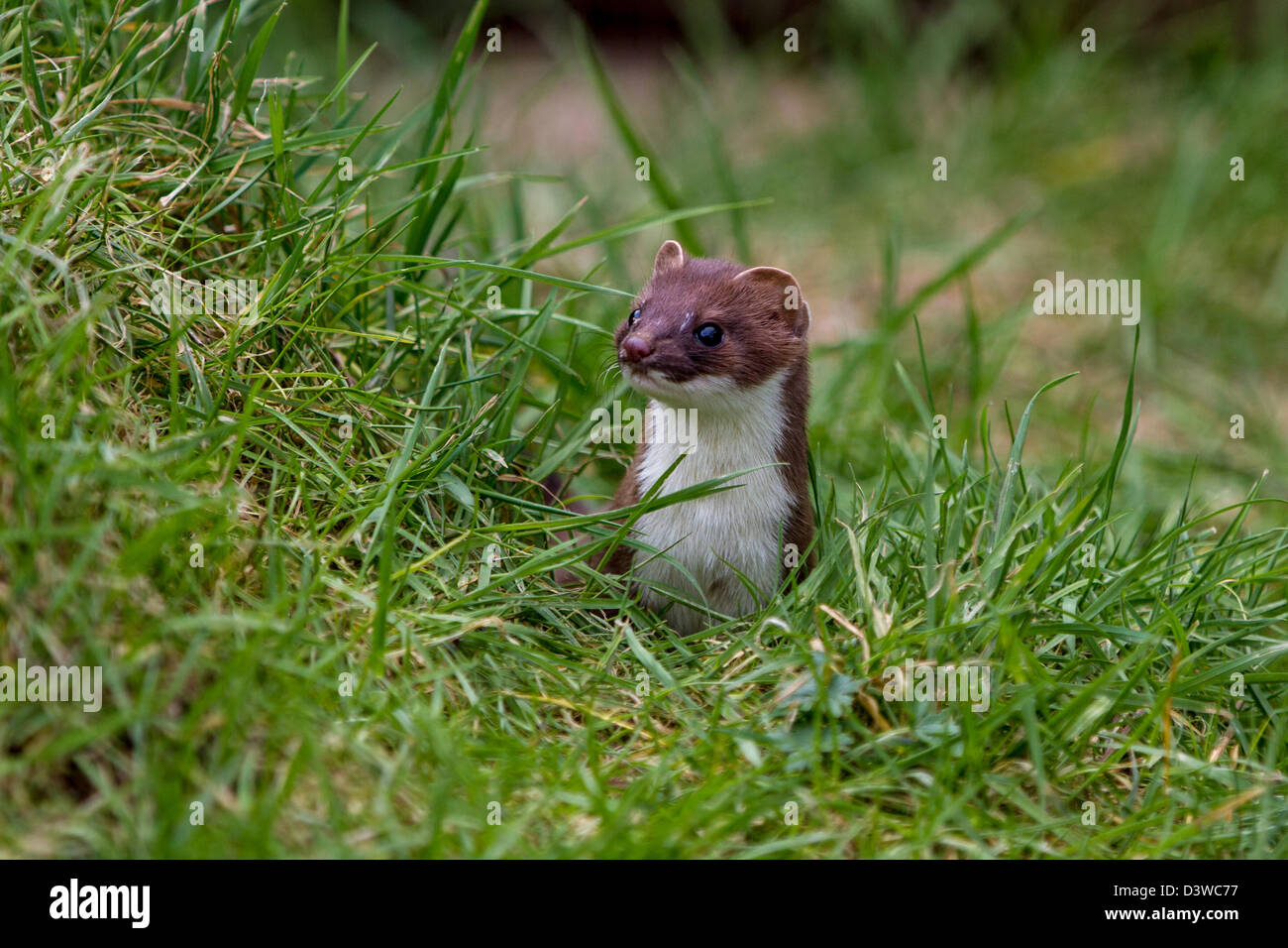 Stoat (mustela erminea Stock Photo - Alamy