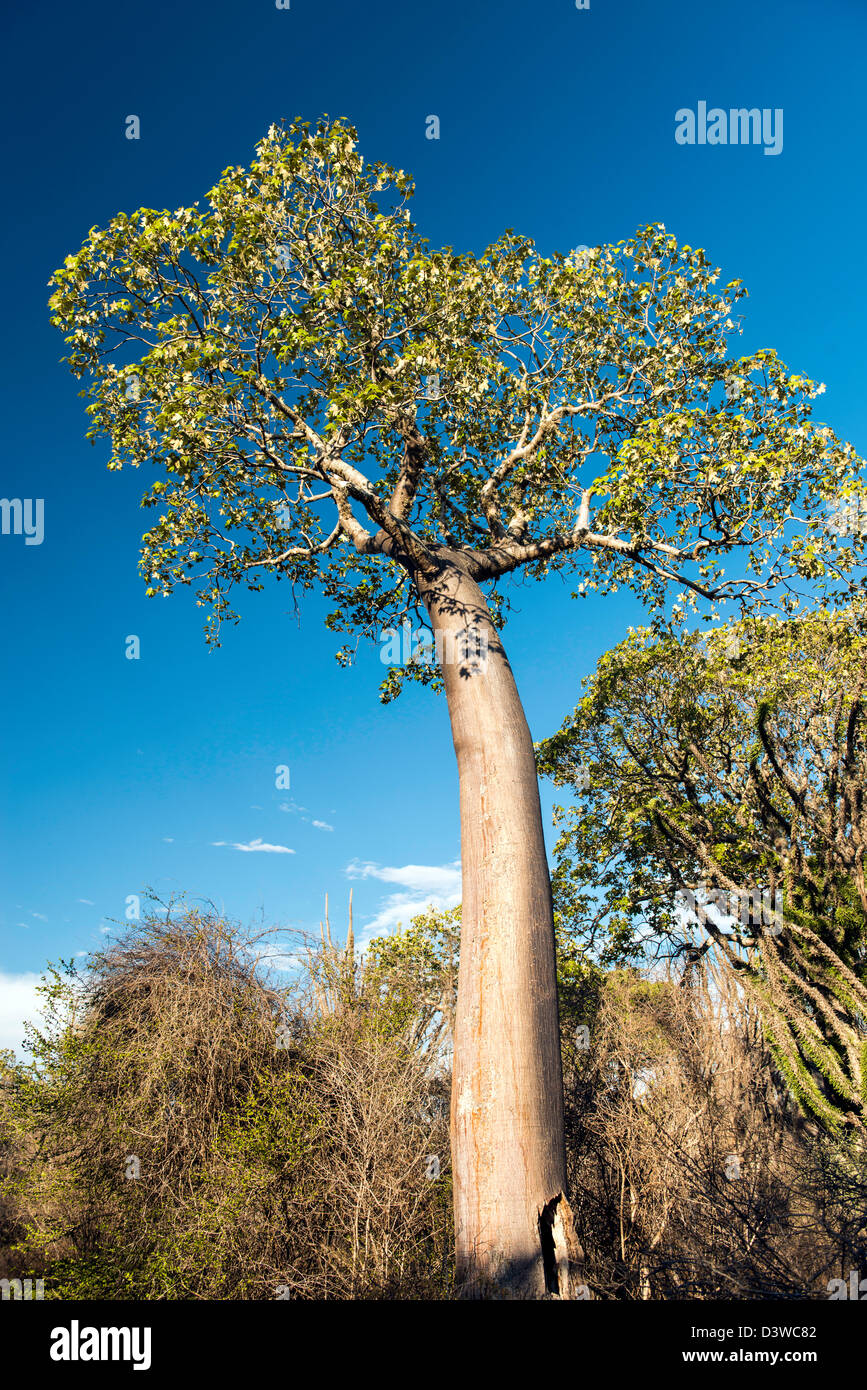 Madagascar spiny forest hi-res stock photography and images - Alamy