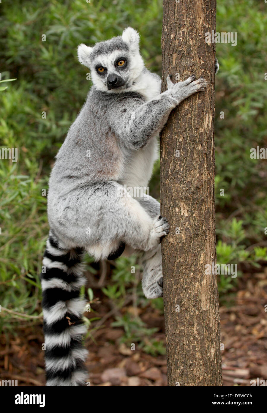 Picture of a beautiful lemur over a tree Stock Photo - Alamy