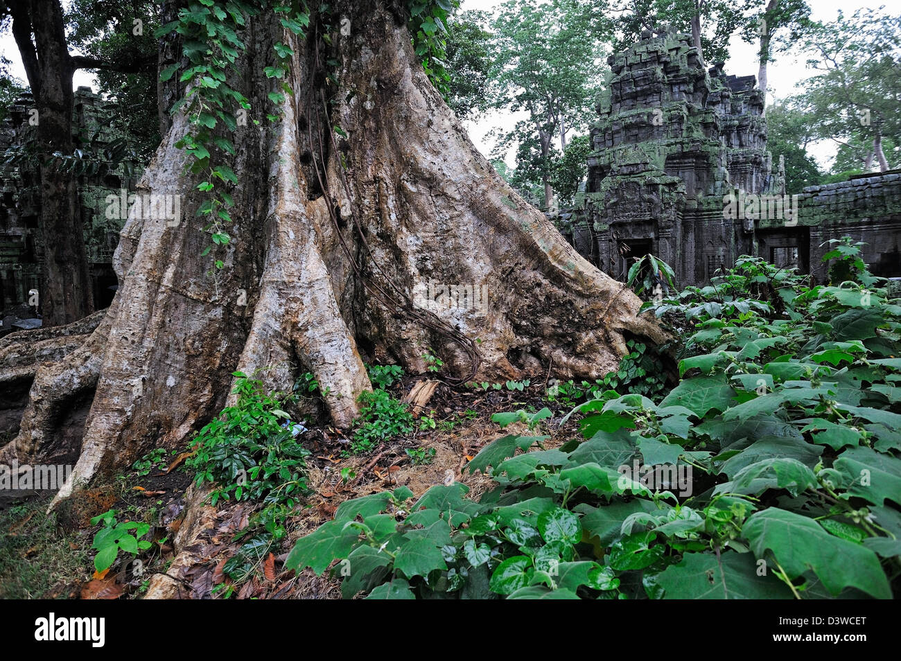 Strangler fig (Ficus sp.) tree roots at Preah Khan Temple, Angkor Wat ...