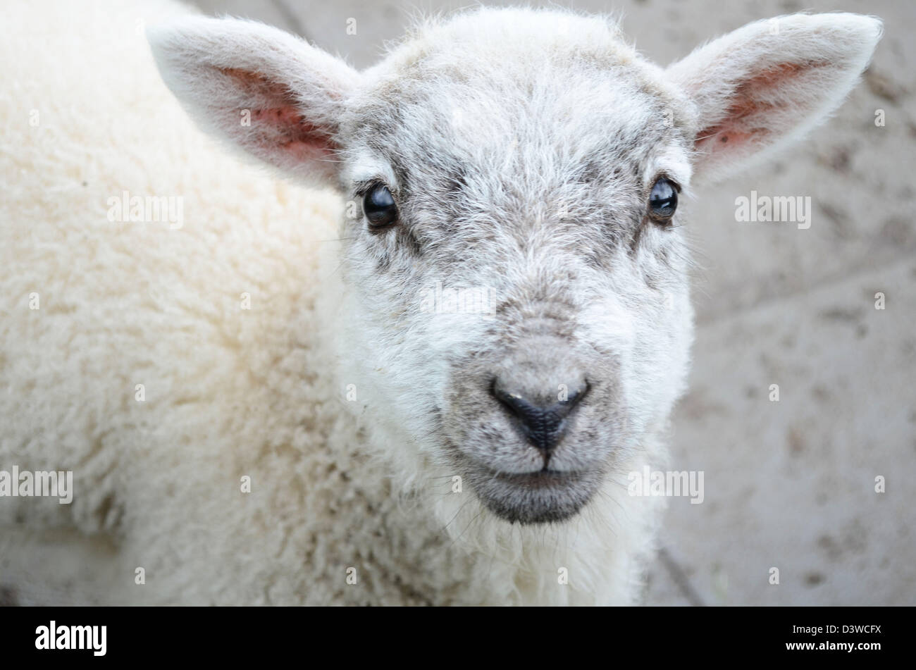 Lamb Face