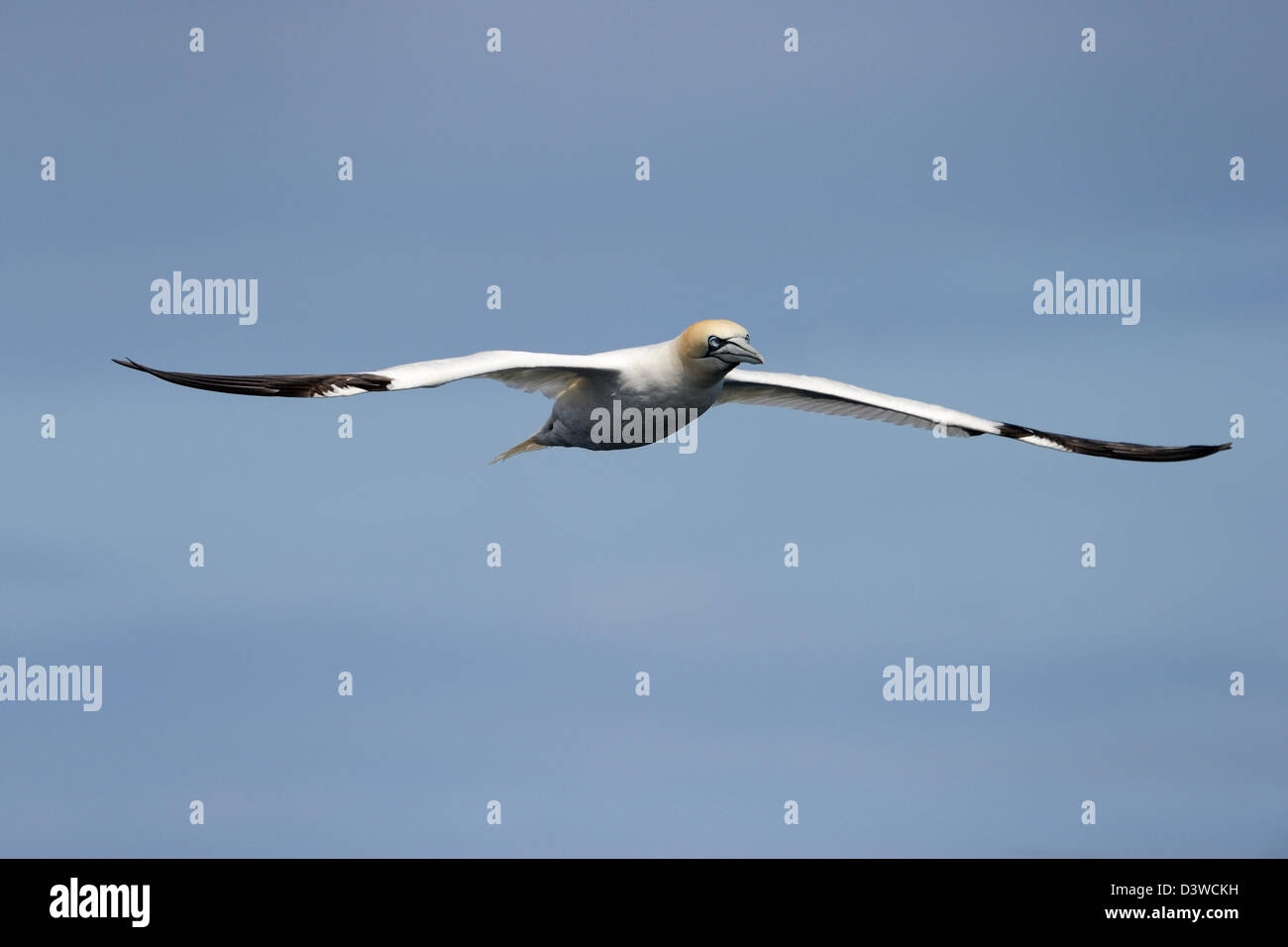 Northern Gannet flying against blue sky Stock Photo - Alamy