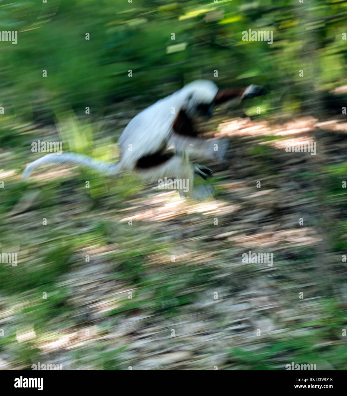 Sifaka lemur primate running on the ground (Propithecus) Madagascar ...