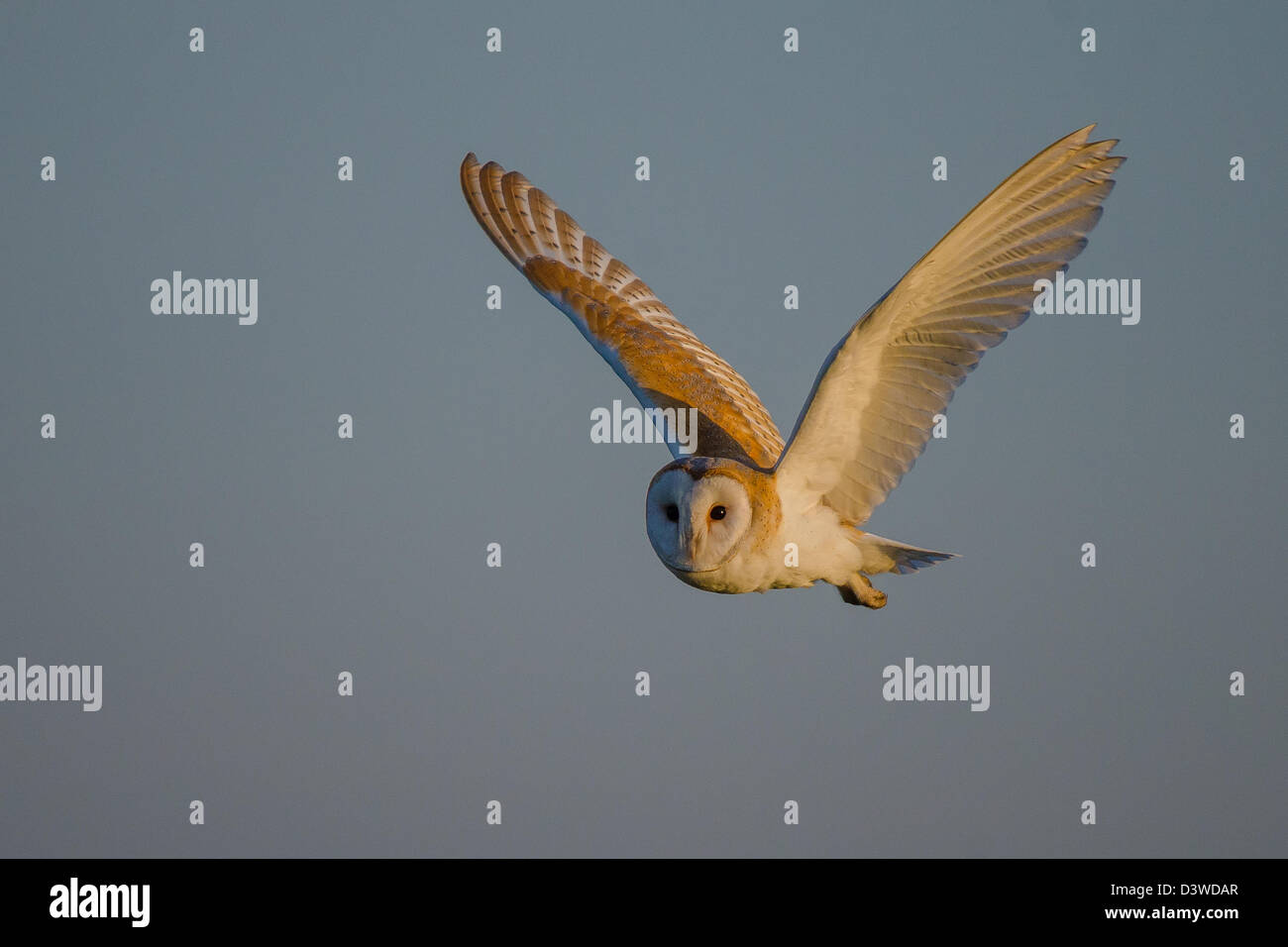 Barn Owl flying at sunset Stock Photo - Alamy