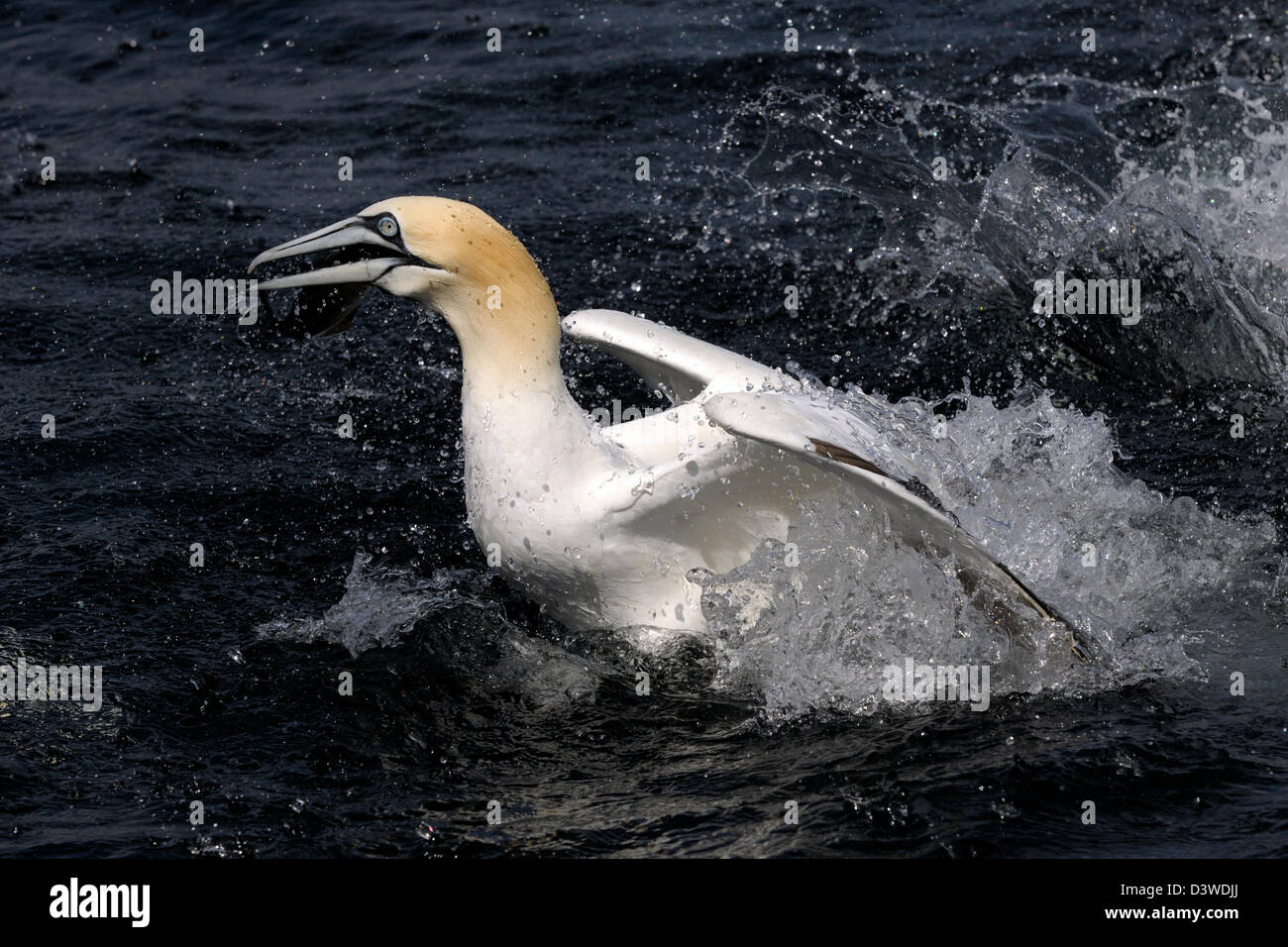 Northern Gannet diving up with caught fish in beak Stock Photo - Alamy